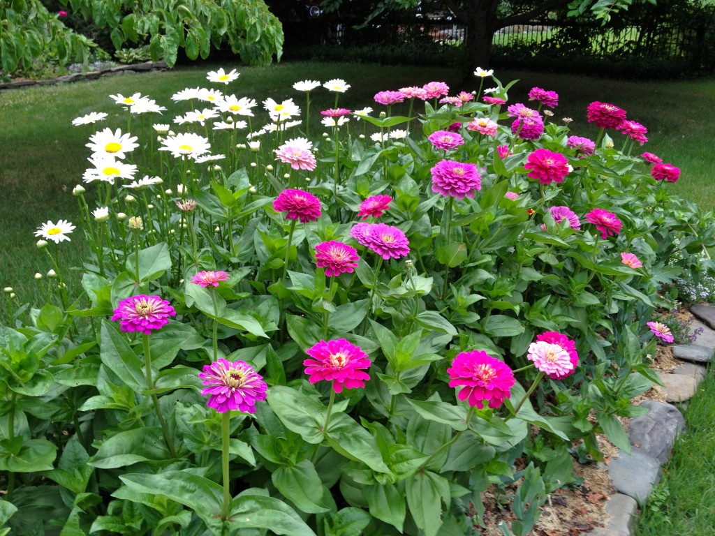 Benary Giant Zinnia... best flower ever! A must for cutting gardens!