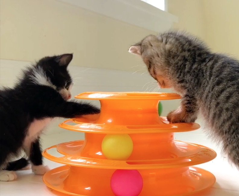 Socializing my new foster kittens! - VICTORIA ELIZABETH BARNES